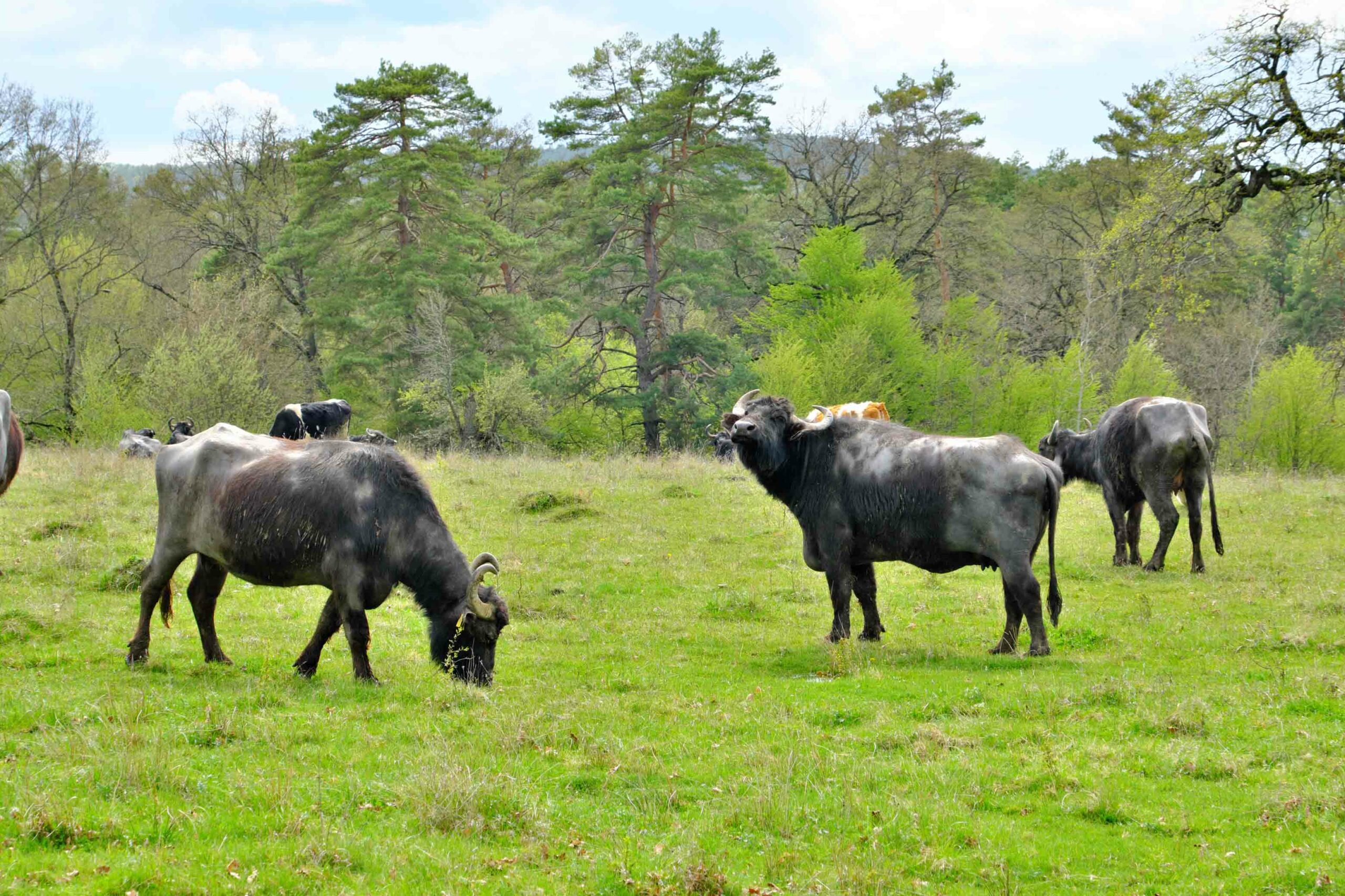 Mercheașa wood-pasture | Transylvanian wood-pastures