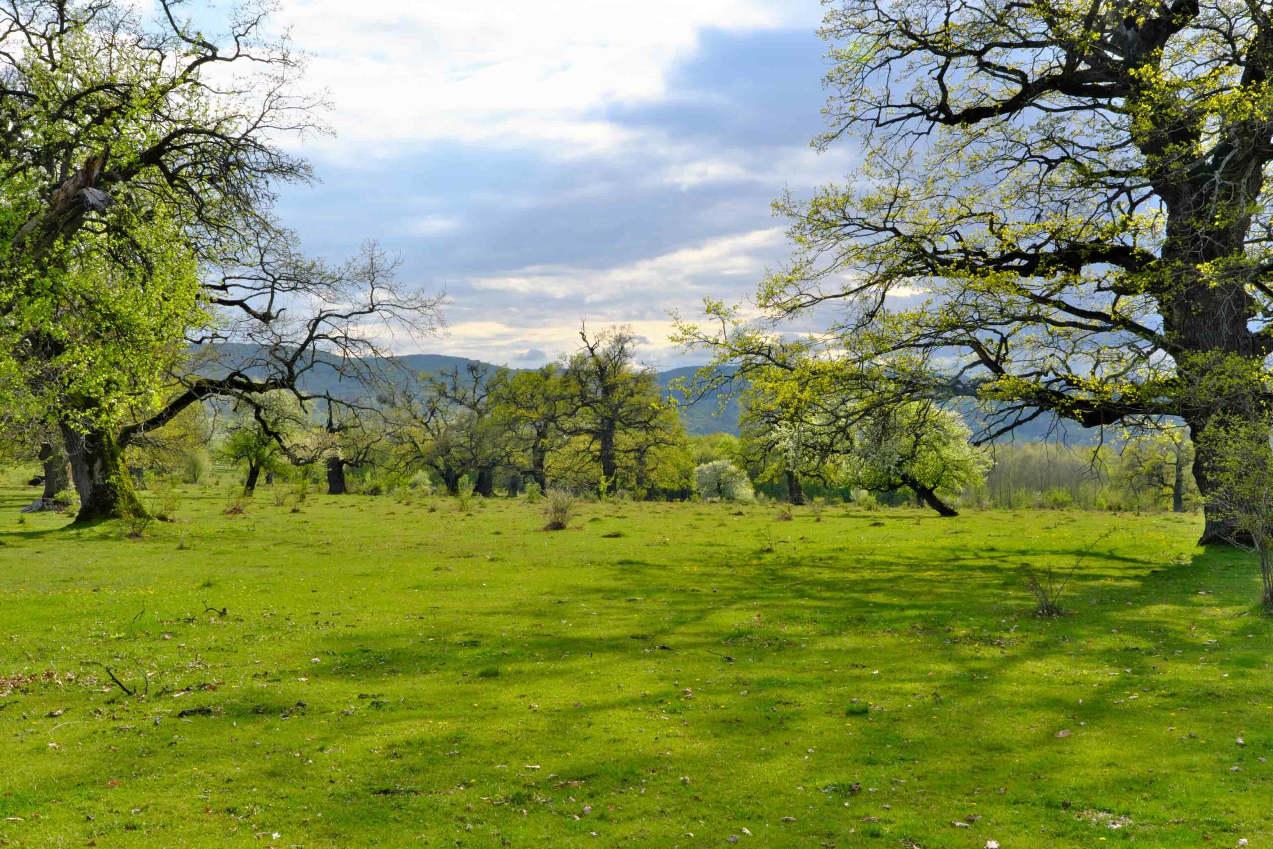 Mercheașa wood-pasture | Transylvanian wood-pastures