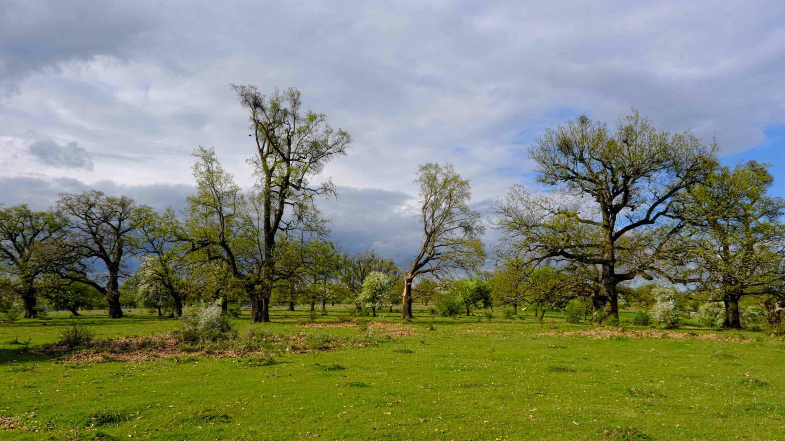 Mercheașa wood-pasture | Transylvanian wood-pastures