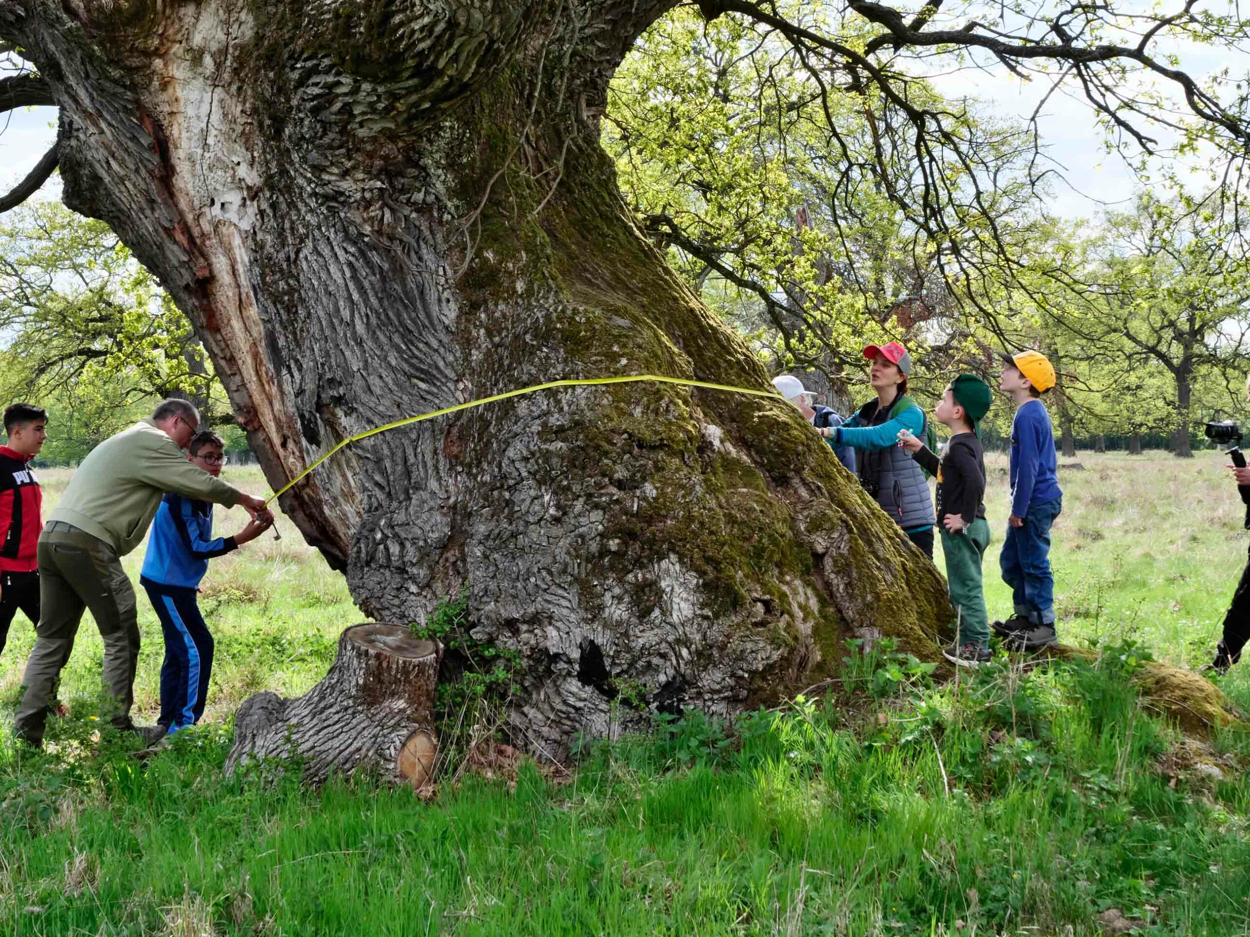 Homepage | Transylvanian wood-pastures