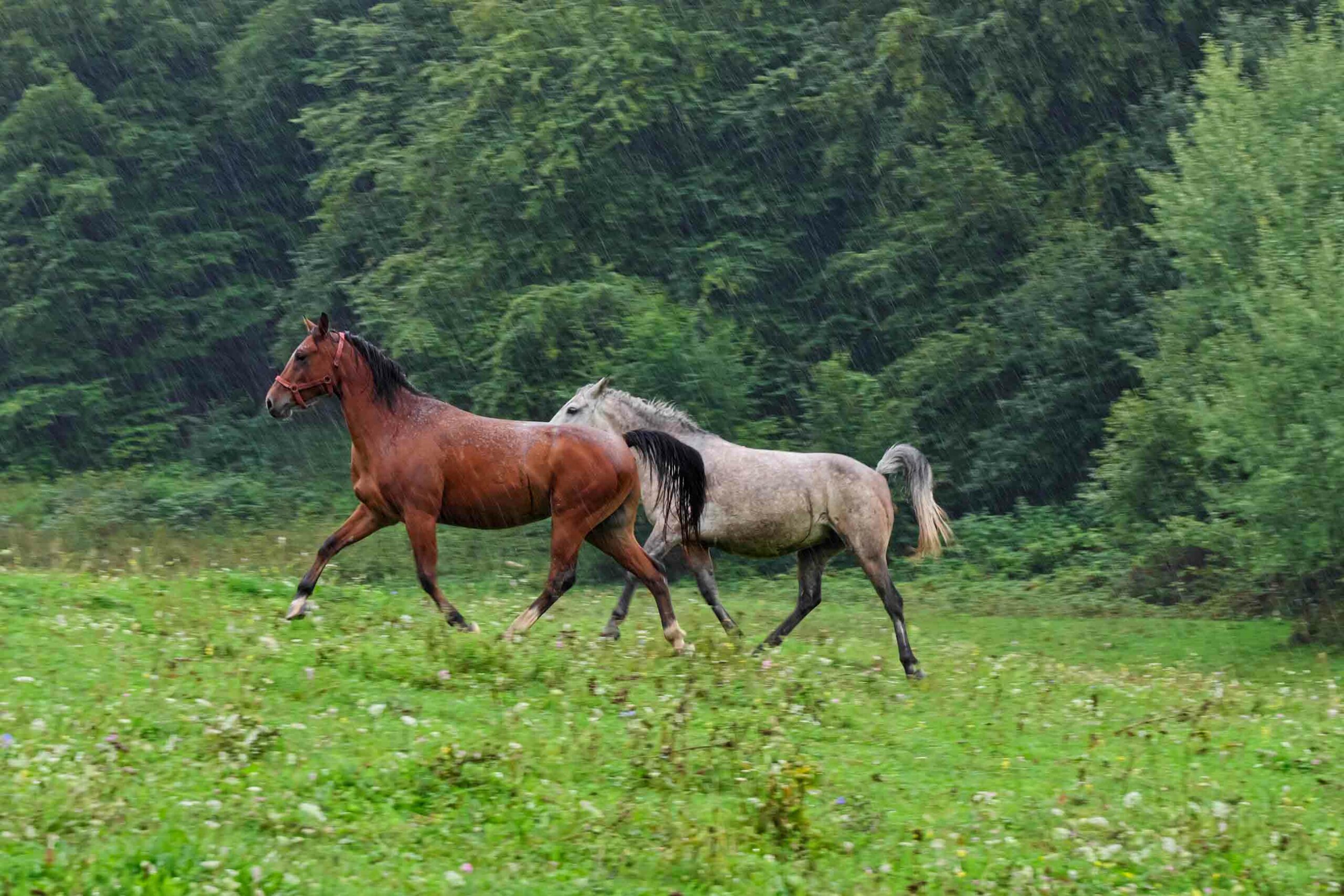 Transylvanian wood-pastures