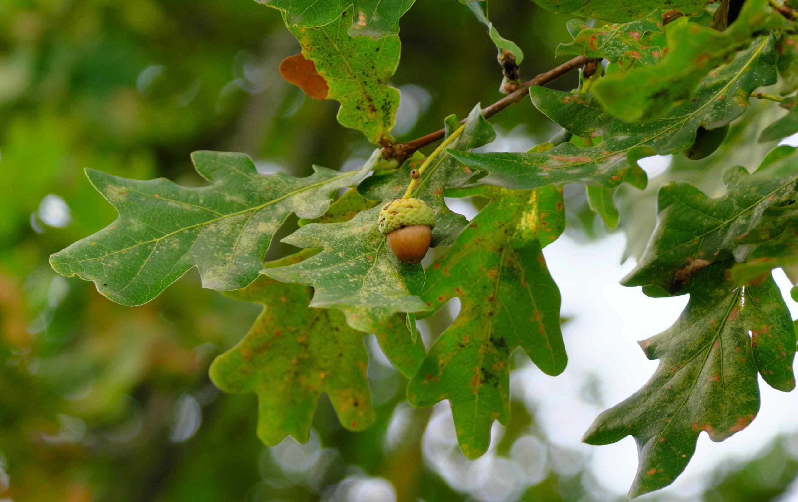 Transylvanian wood-pastures