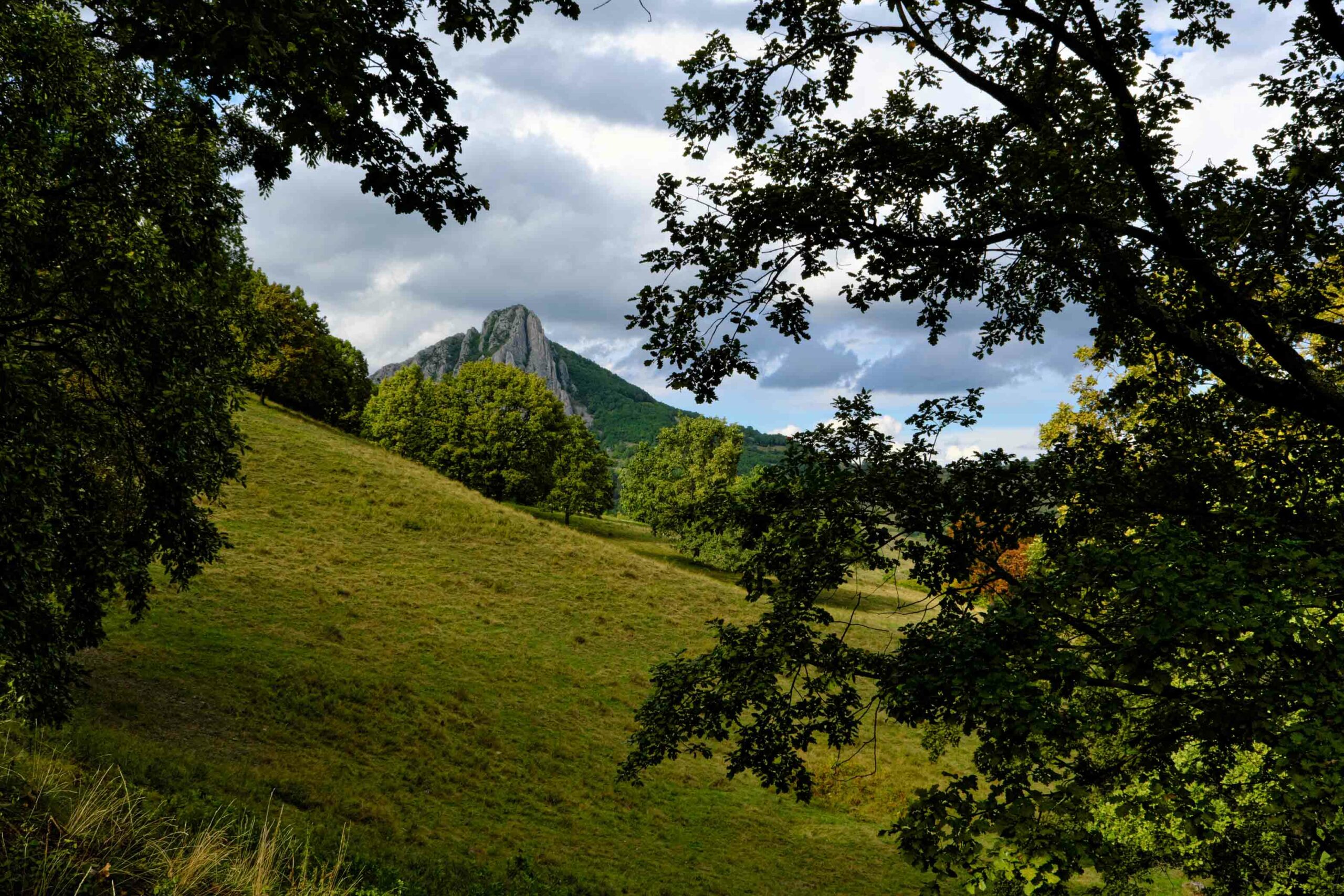 Transylvanian wood-pastures