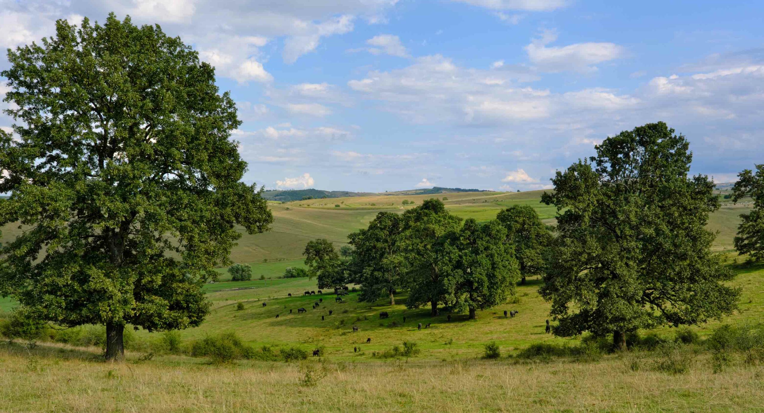 Transylvanian wood-pastures