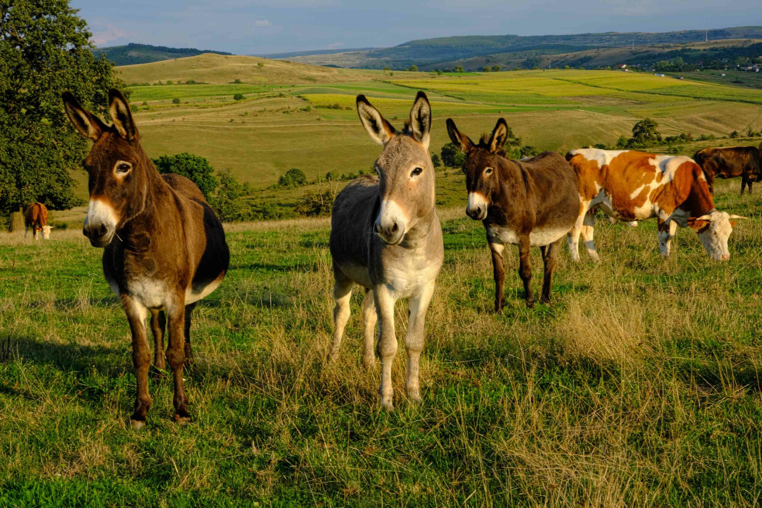 Transylvanian wood-pastures